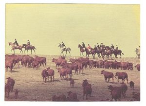 When Cattle Were King