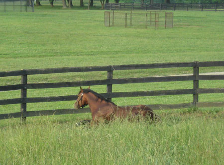 Union Rags Roars Home to Win the Belmont Stakes - The Hunt Magazine