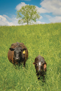 Buck Run Beef - The Hunt Magazine