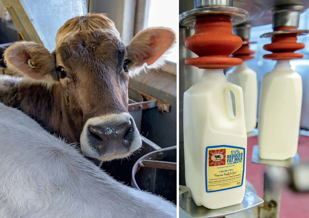 West Chester's Bailys Dairy Pushes on as the American Dairy Industry ...